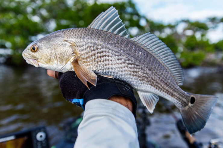 What's the Difference Between Redfish and Red Snapper?