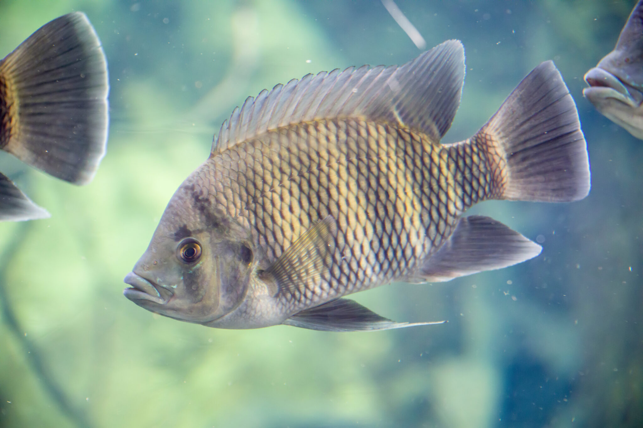 What's the Difference Between Red Snapper and Tilapia?