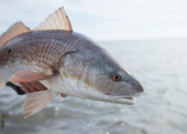 What's the Difference Between Redfish and Red Snapper?