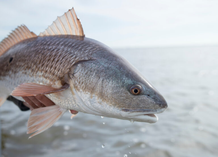 What's the Difference Between Redfish and Red Snapper?