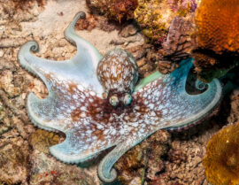 Octopi or Octopuses: What is the Plural of Octopus?
