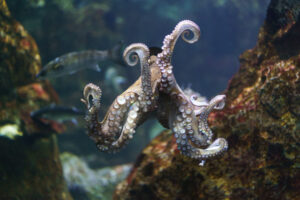 Caribbean Reef Octopus