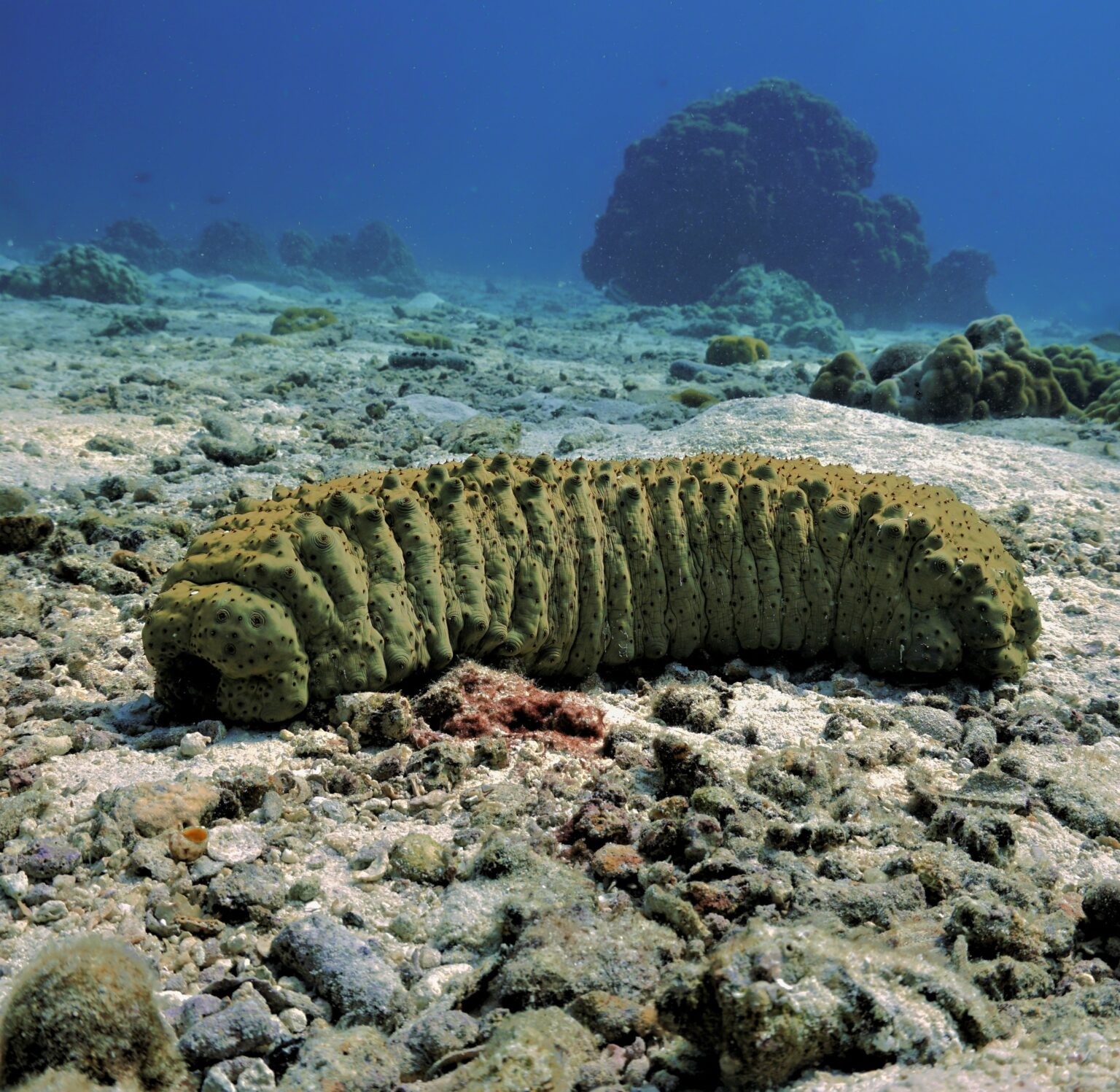 What's the Difference Between a Sea Slug and a Sea Cucumber?