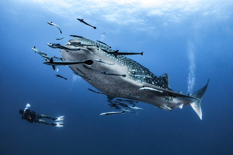 What's the Difference Between a Whale Shark and a Blue Whale?