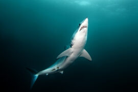How Long Do Sharks Live?