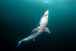 How Long Do Sharks Live?