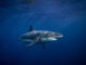 Deep Blue: The Biggest Shark Ever Filmed and Its Massive Impact on ...