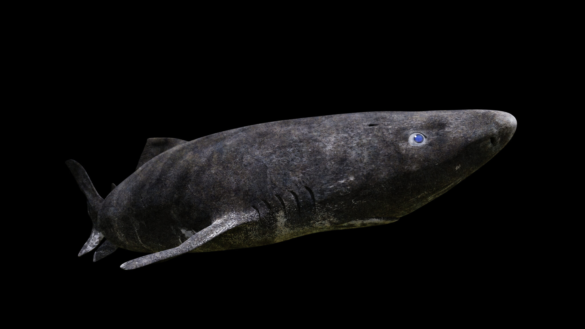 Are There Sharks in Norway?