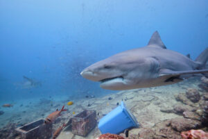 How Do Sharks Reproduce?