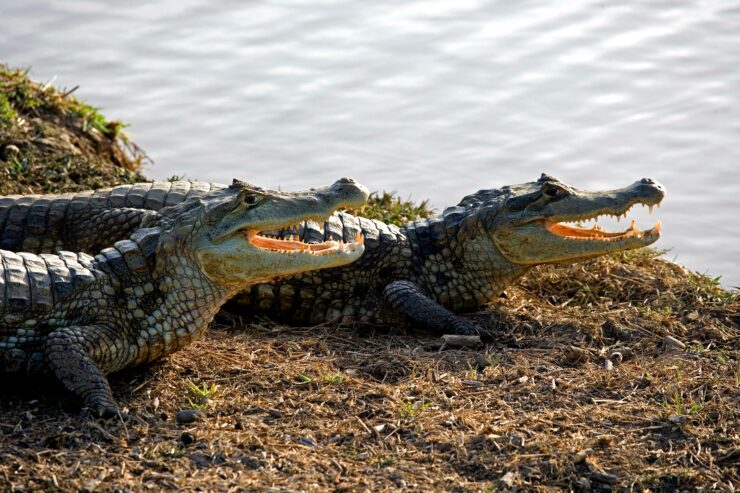 The Difference Between Alligators, Crocodiles, and Caimans