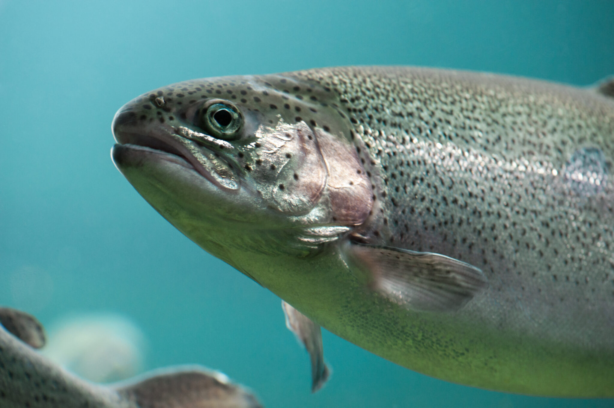 What's the Difference Between Trout and Salmon?