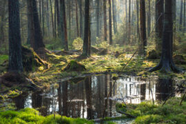 The Difference Between Wetlands, Marshes and Swamps