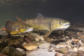 What's the Difference Between Trout and Salmon?
