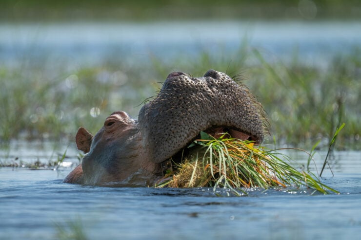 What Do Hippos Eat?