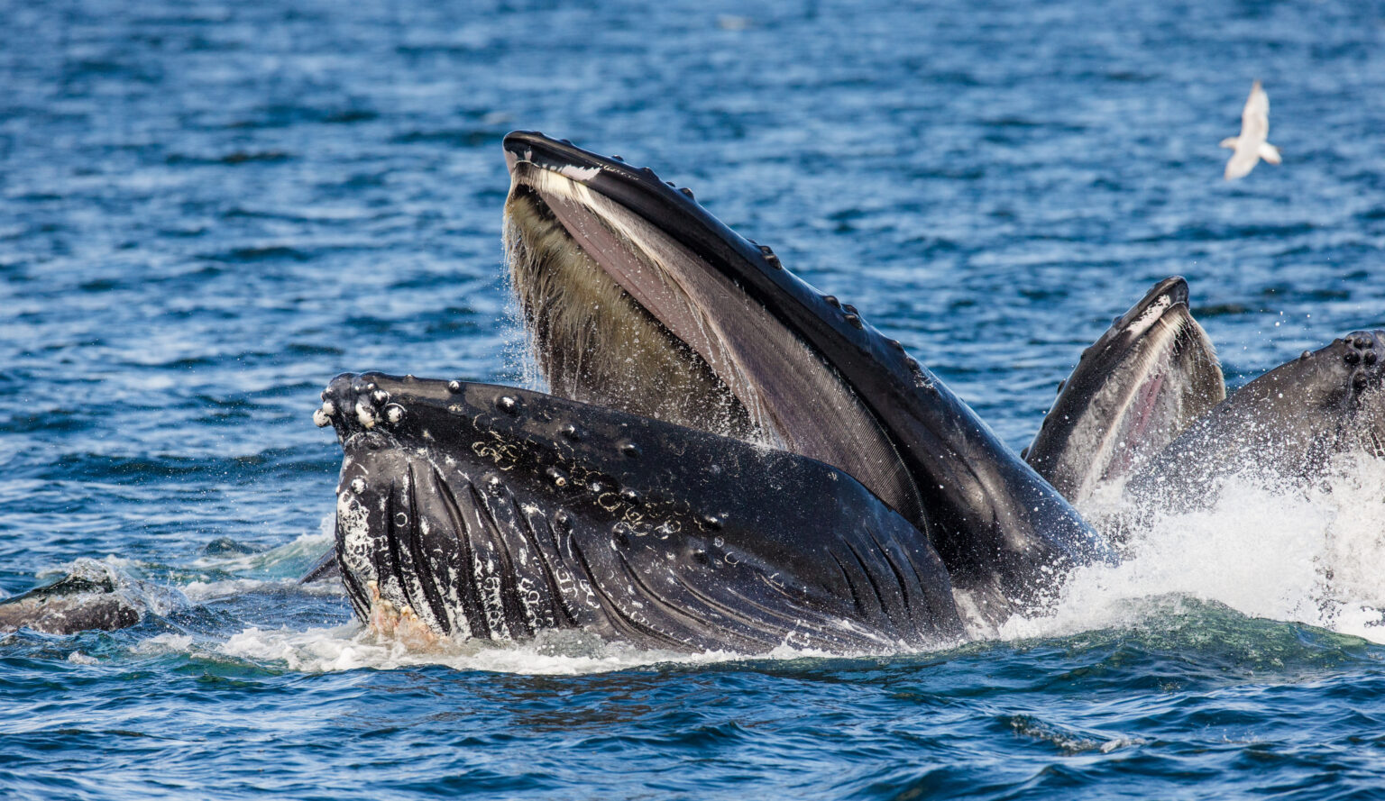 What Do Humpback Whales Eat?