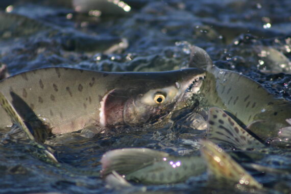 What Do Salmon Eat?