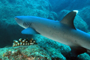 Are There Sharks in Guam?