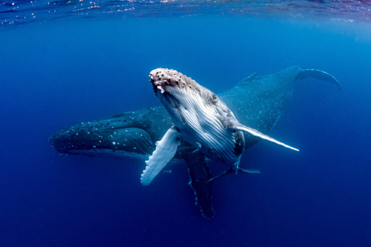 Why Do Whales Sing?