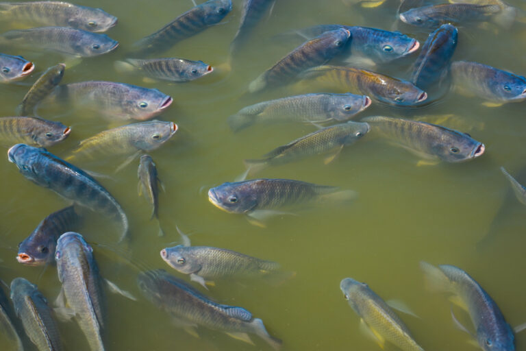 What Do Tilapia Eat?