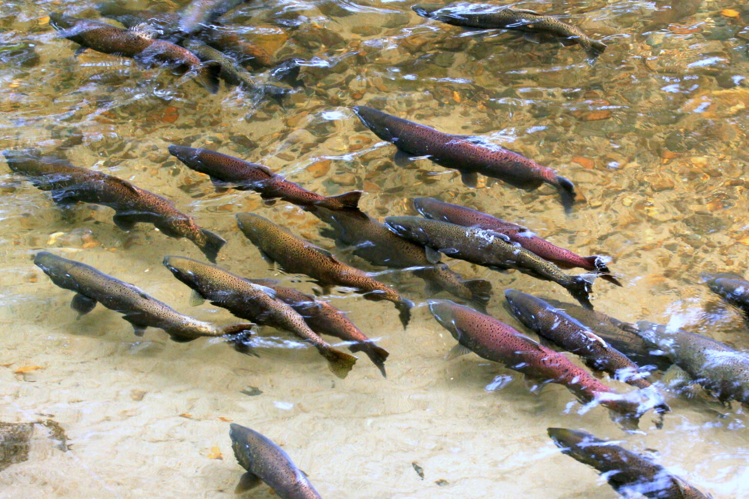 What's the Difference Between King Salmon and Chinook Salmon?