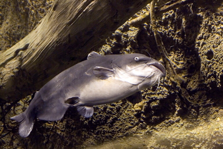 What's the Difference Between Flathead Catfish and Blue Catfish?