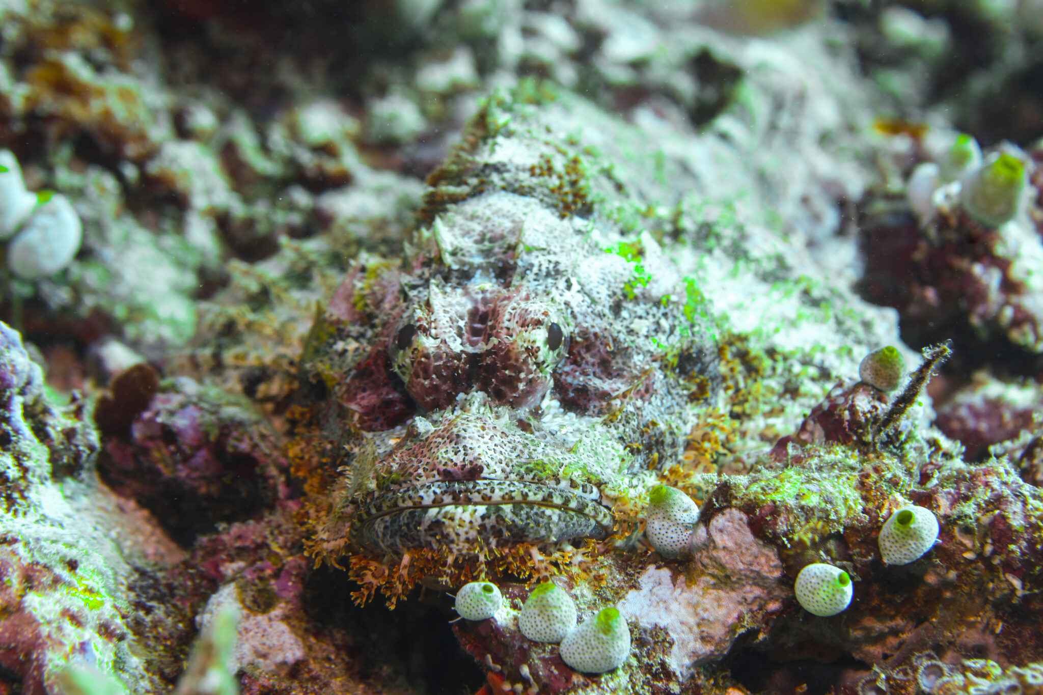 Are Stonefish Dangerous?
