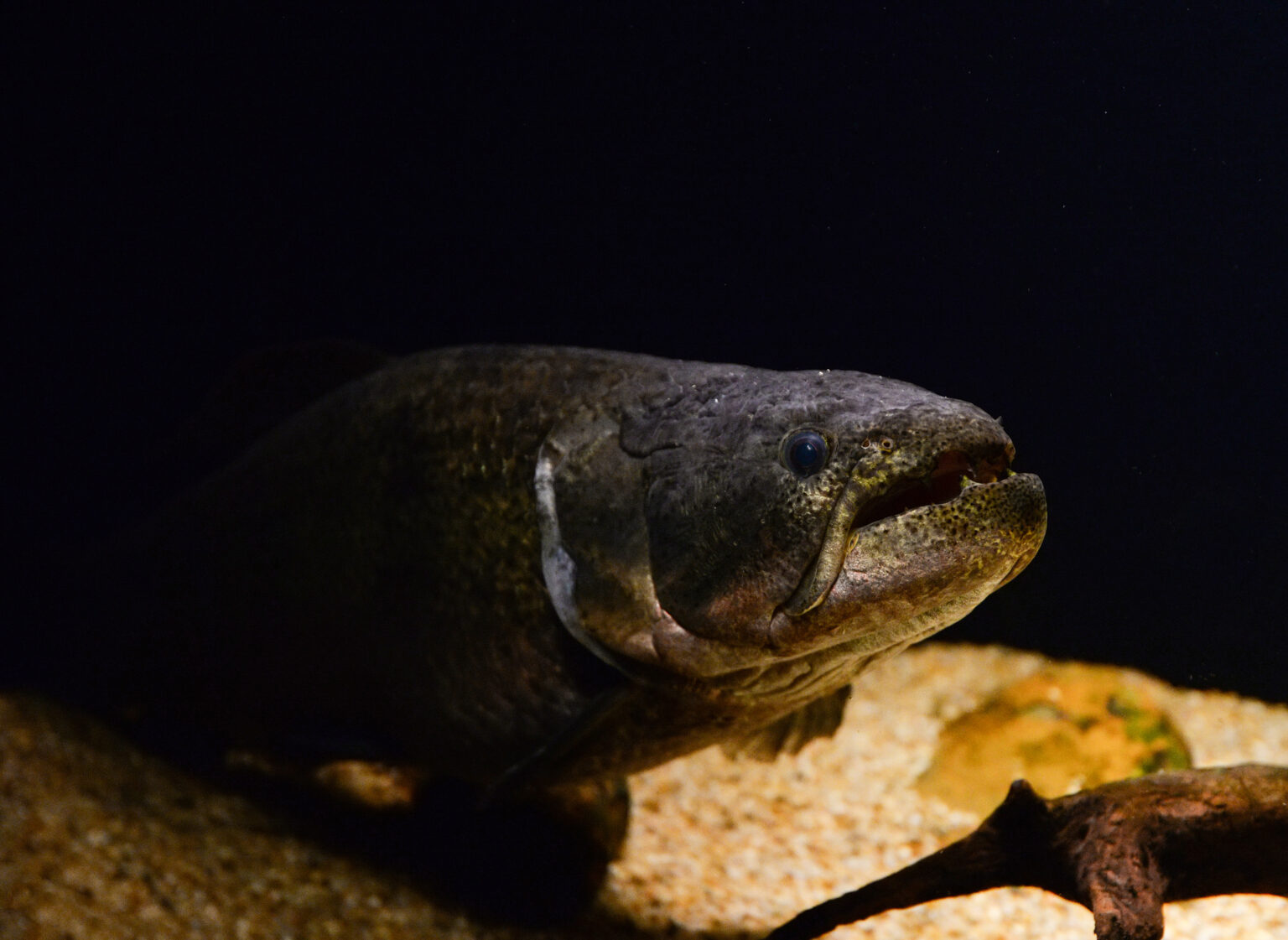 Are Wolf Fish Dangerous?