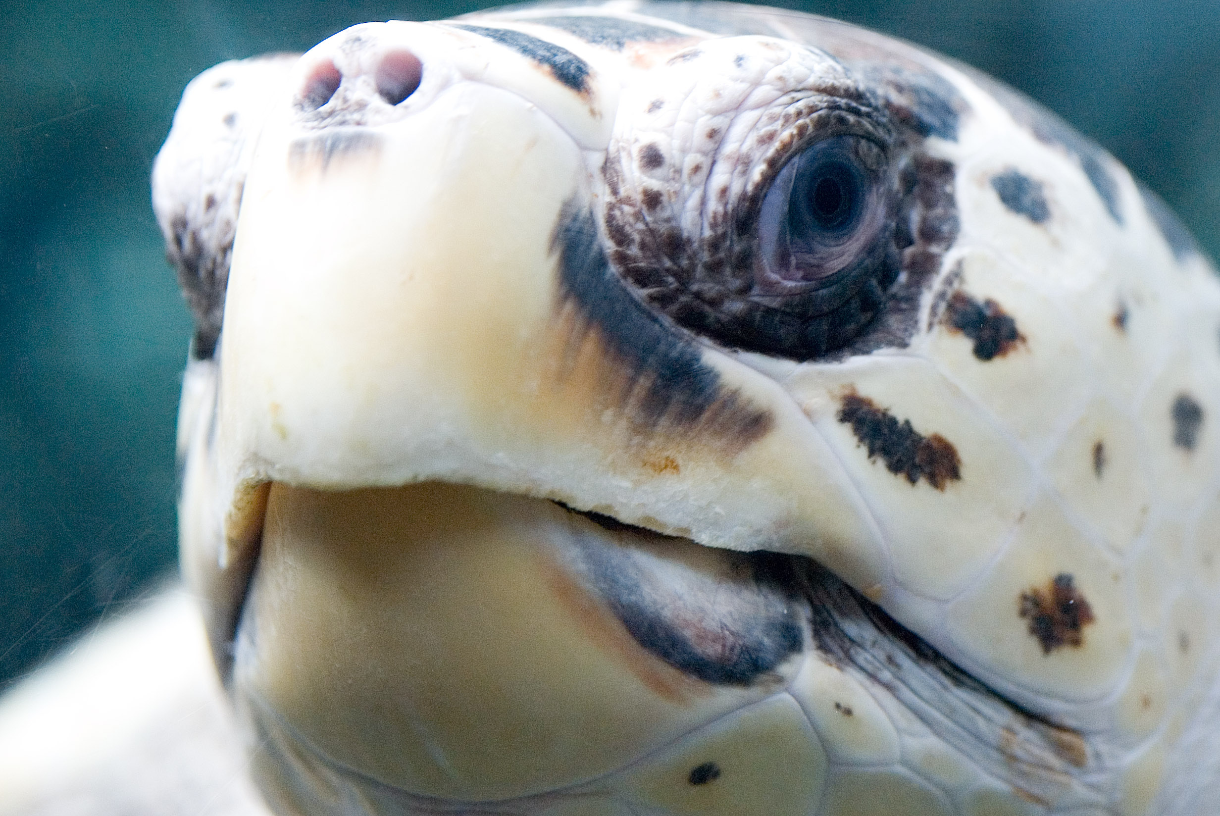Are Giant Sea Turtles Dangerous