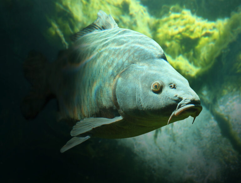 Biggest Carp Ever Recorded