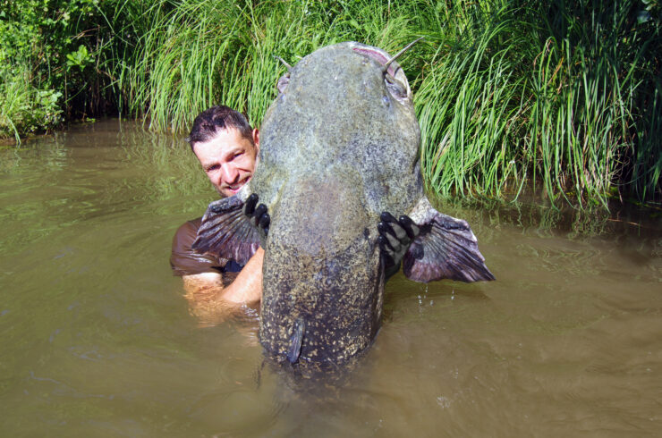 Biggest Catfish Ever Recorded