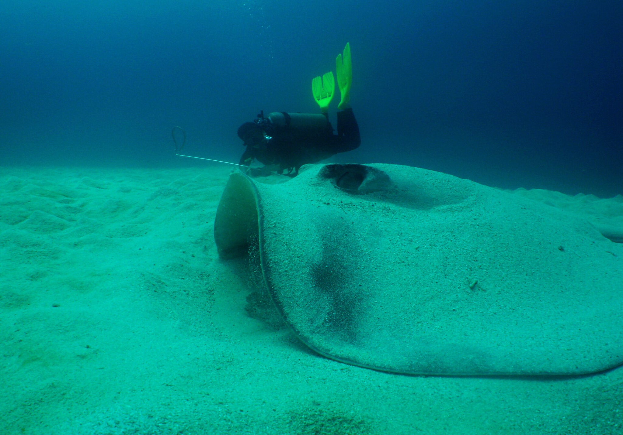 Biggest Stingray Ever Recorded