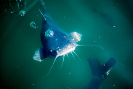 What's the Difference Between Blue Catfish and Channel Catfish?