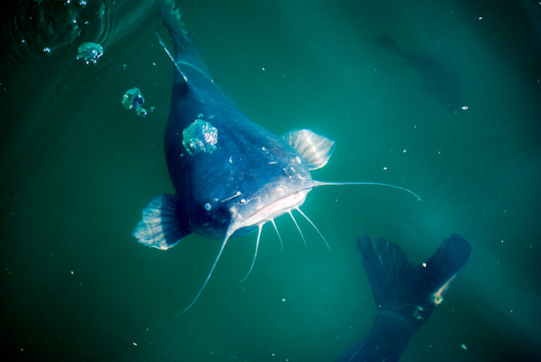 What's the Difference Between Blue Catfish and Channel Catfish?