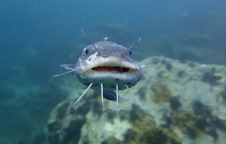 What's the Difference Between Blue Catfish and Channel Catfish?