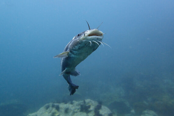 What's the Difference Between Blue Catfish and Channel Catfish?