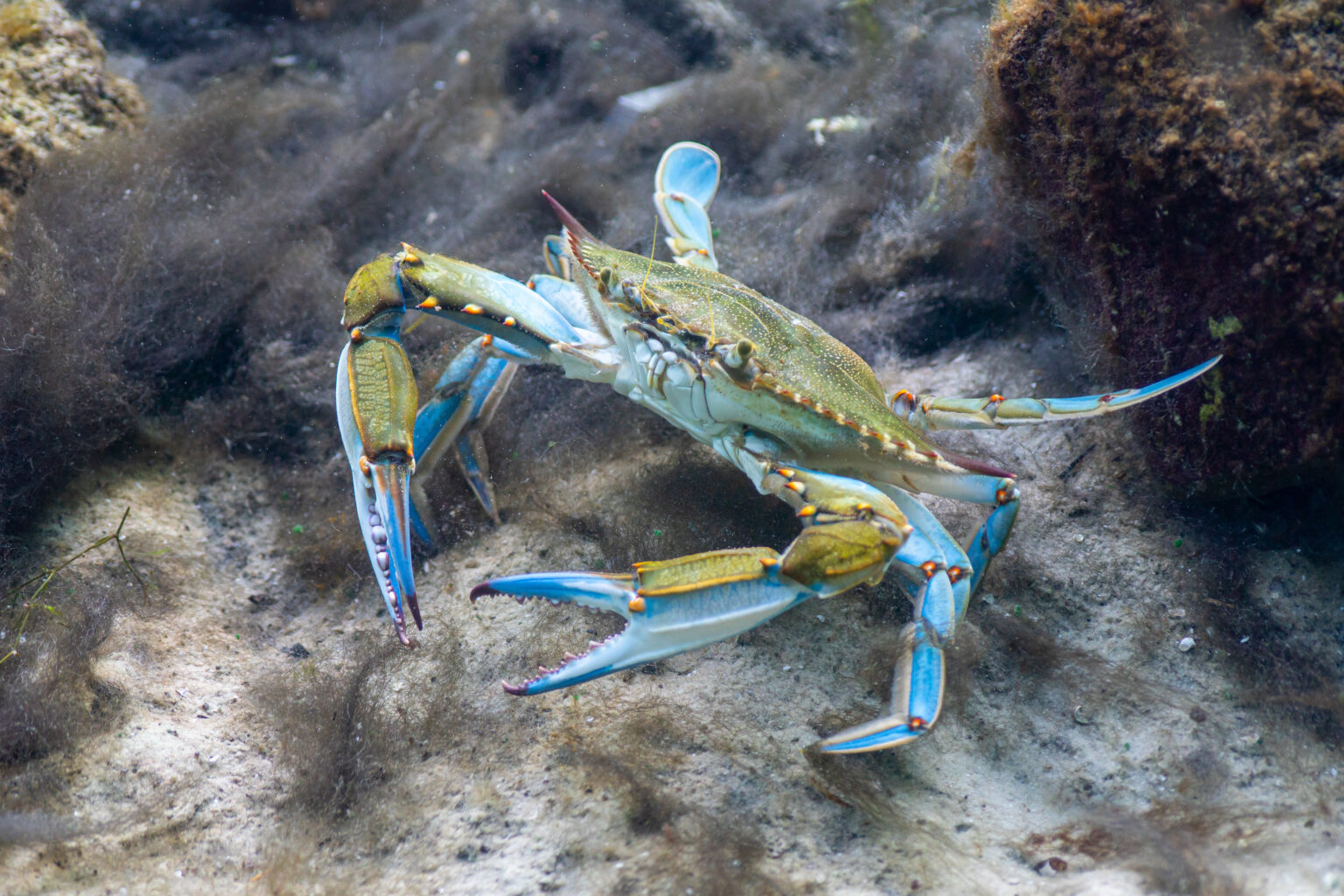 What's the Difference Between Stone Crab and Blue Crab?