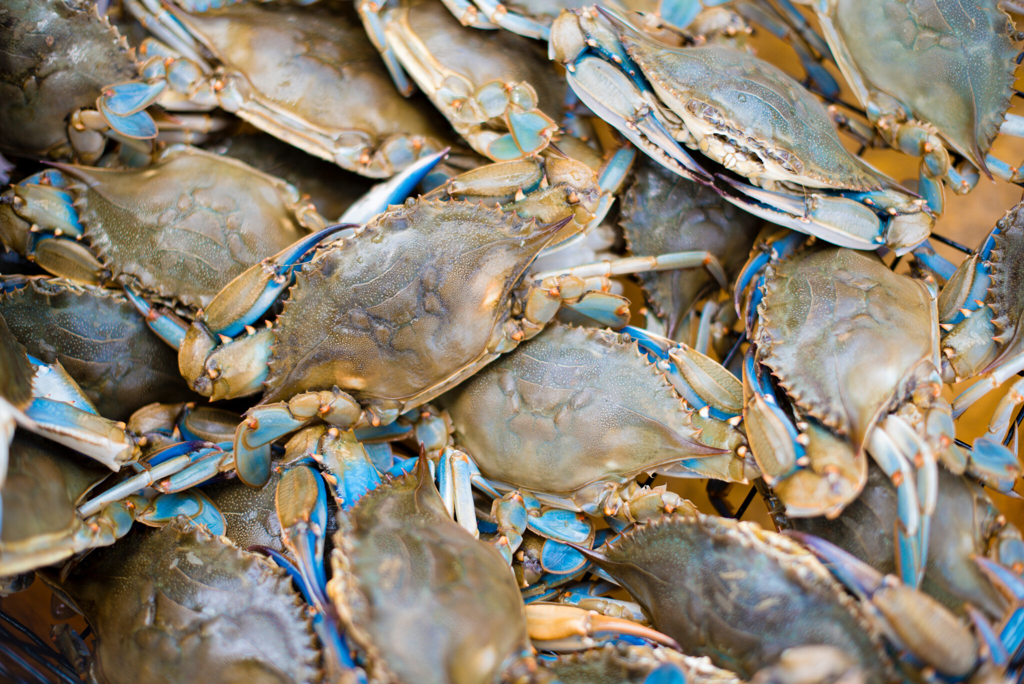 What's the Difference Between Stone Crab and Blue Crab?