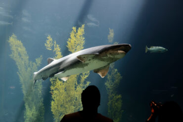 Are There Sharks in Russia?