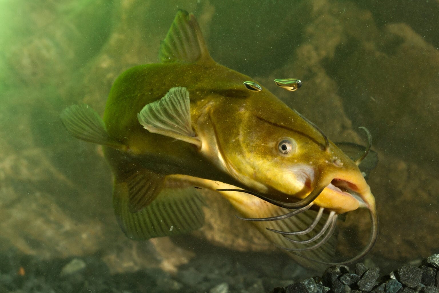 What's the Difference Between Bullhead and Catfish?
