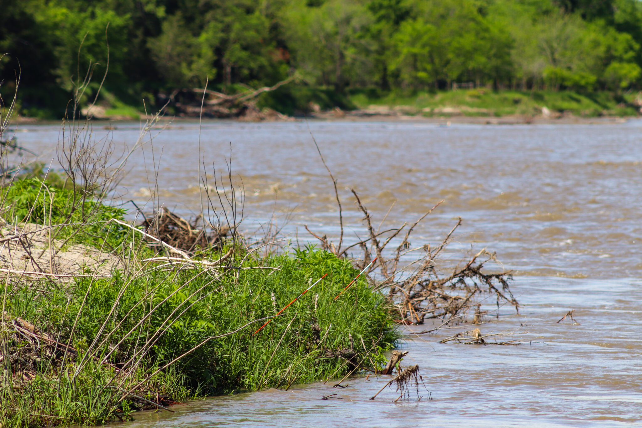 What's the Difference Between Blue Catfish and Channel Catfish?