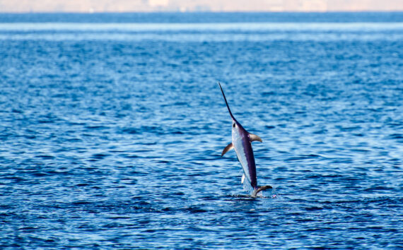 Are Swordfish Dangerous?