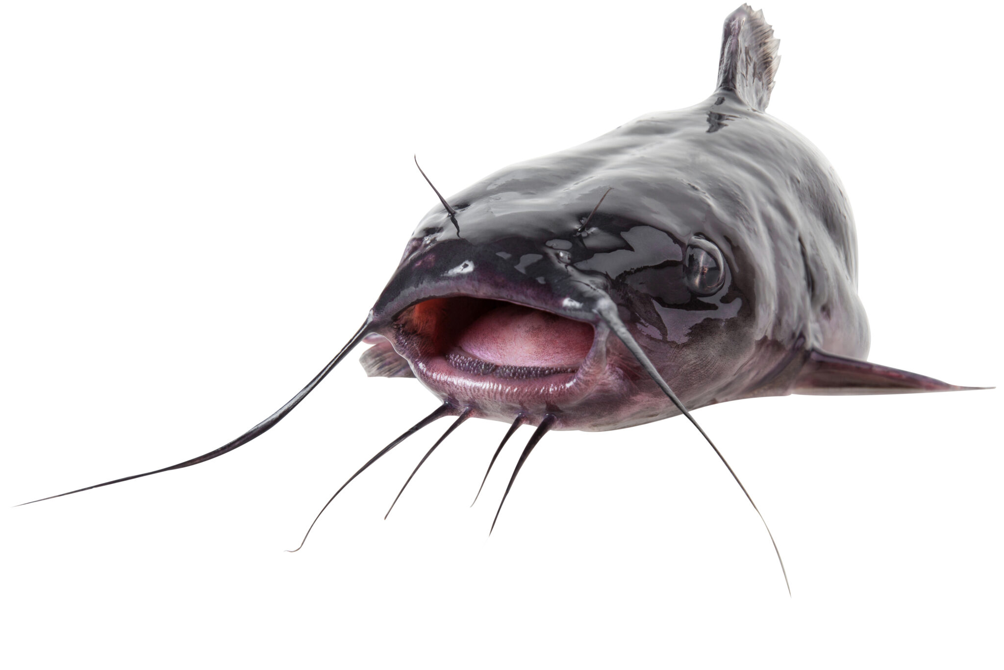 What's the Difference Between Flathead Catfish and Channel Catfish?