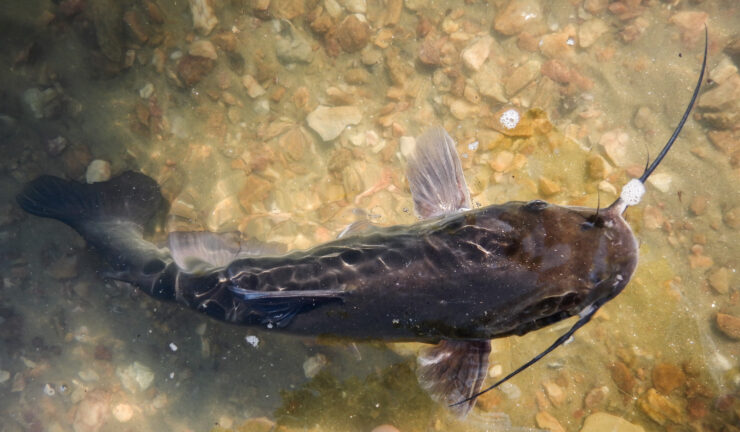 What's the Difference Between Blue Catfish and Channel Catfish?