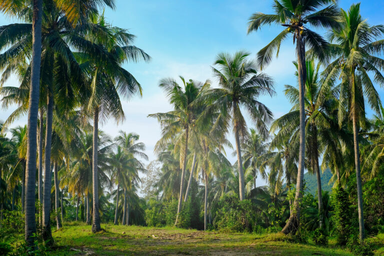 What's the Difference Between a Coconut Tree and a Palm Tree?
