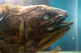 Coelacanth