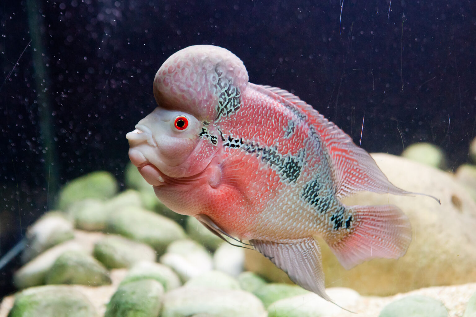 6 Hilarious Fish with Big Forehead