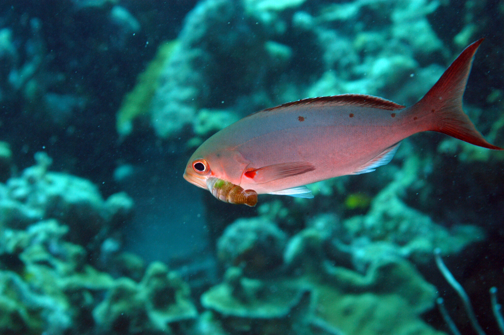 The Most Disturbing Ocean Parasites That Will Haunt Your Nightmares