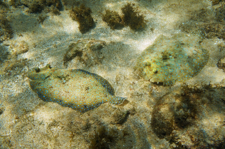 How Fish Reproduce
