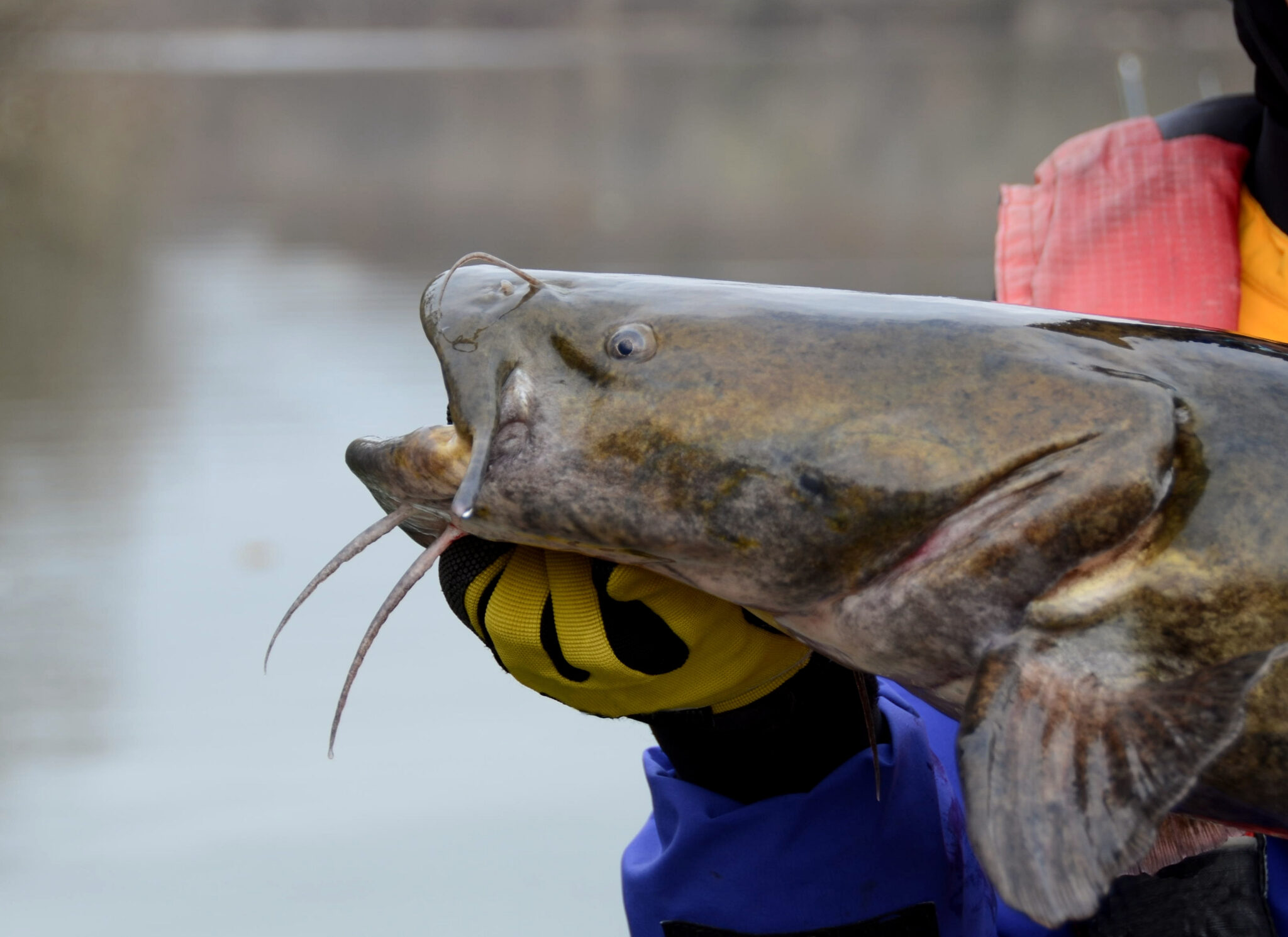 What's the Difference Between Flathead Catfish and Blue Catfish?