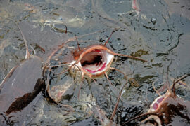 What's the Difference Between Flathead Catfish and Blue Catfish?